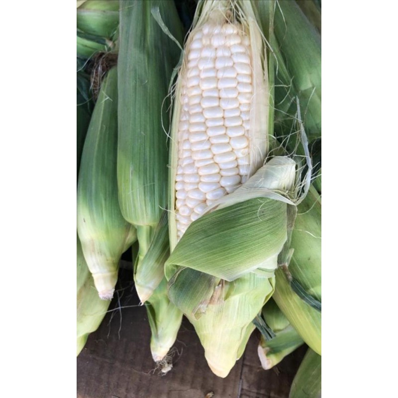 100% Jagung Susu Cameron Highlands/ White Corns Cameron Highlands | BeeCost