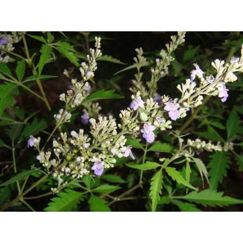 SUMBER MAKANAN KELULUT - Bunga Lemuni 5 Daun. (5 Leaf Vitex) | Shopee ...