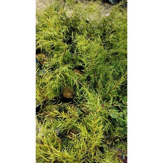 Anak Pokok Pokok Janda Merana / Weeping Willow / Salix Babylonica ...