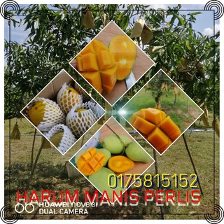 harumanis - Prices and Promotions - Jul 2022 | Shopee Malaysia