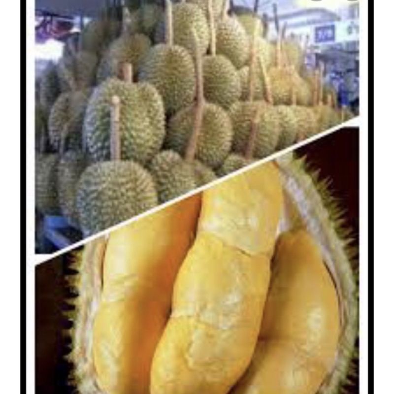 Pokok durian tangkai panjang Thai hybrid cepat berbuah | Shopee Malaysia