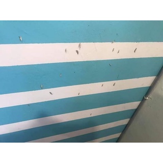 CAMAY SPRAY KAMITETEP, KUTU DAN ULAT DINDING NATURAL INSECT SPRAY ...