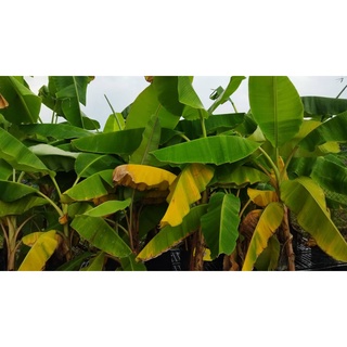 Pisang Rastali (Musa Acuminata X Musa Balbisiana) - Pokok Hidup / Live ...