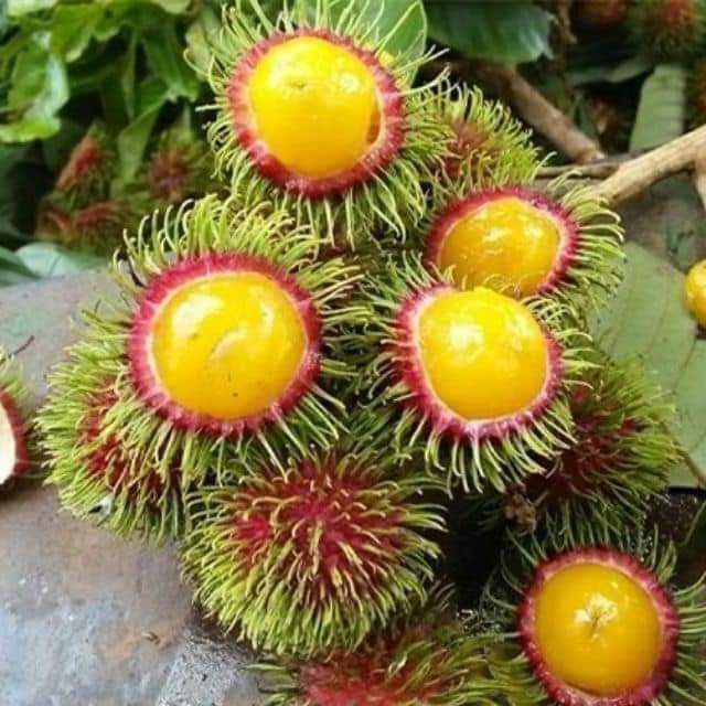 POKOK RAMBUTAN ISI KUNING HYBRID | Shopee Malaysia