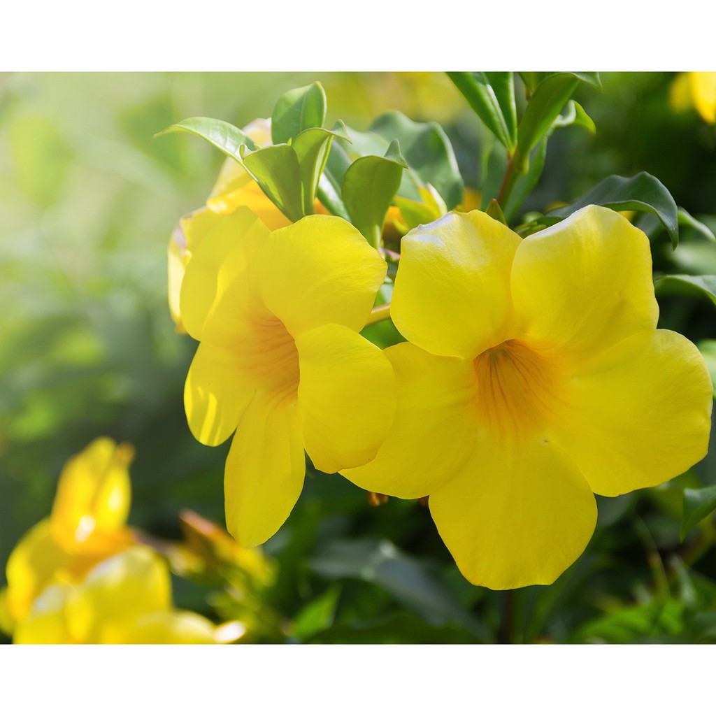 ANAK POKOK ALAMANDA KUNING REAL LIFE PLANT YELLOW ALAMANDA FLOWER ...