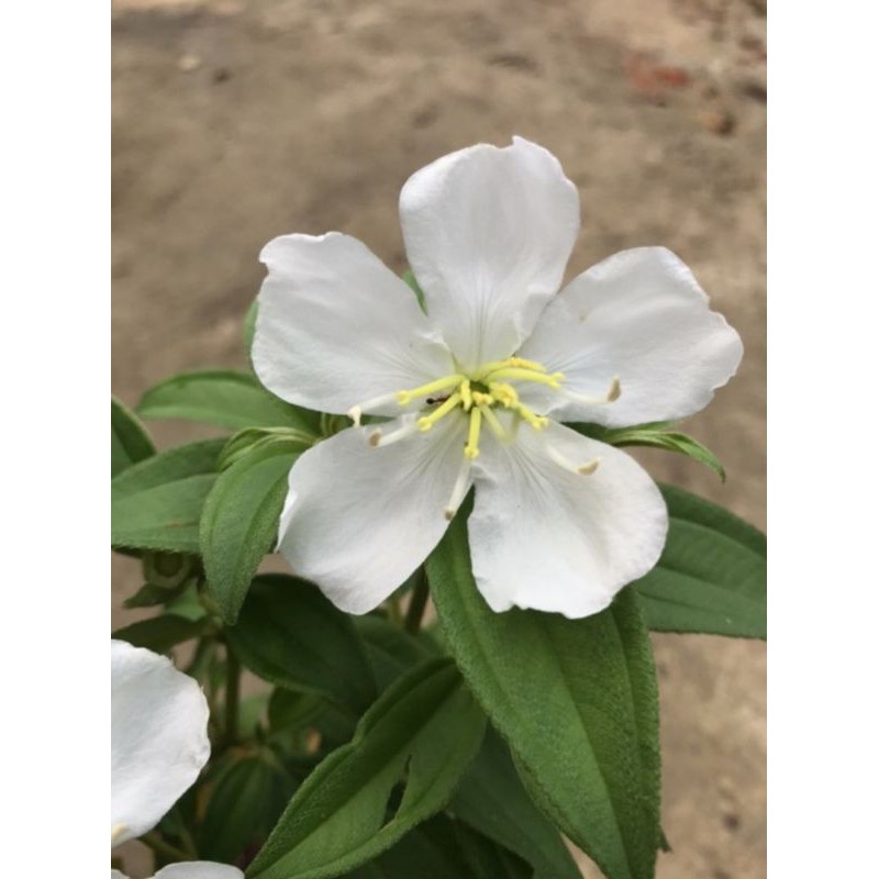 Pokok Bunga Senduduk Holland Putih/ Senduduk Bunga Putih | Shopee Malaysia