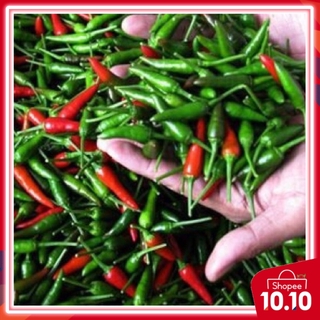 10pcs seeds cili CENTIL pedas 🥵 | Shopee Malaysia