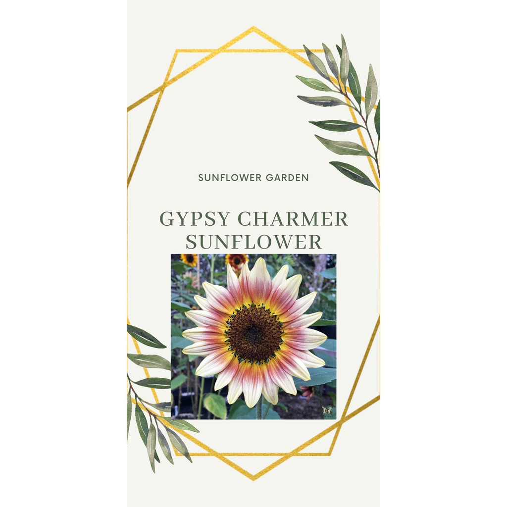 Gypsy Charmer Sunflower (10 seeds) | Shopee Malaysia