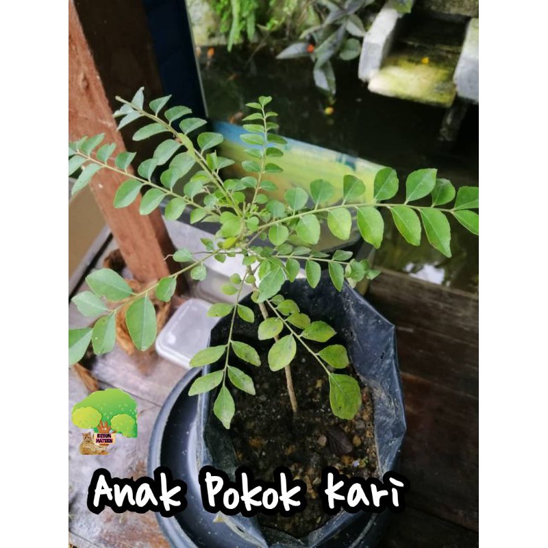 Anak Pokok Kari 🌱 Pokok Kari Hidup | BeeCost
