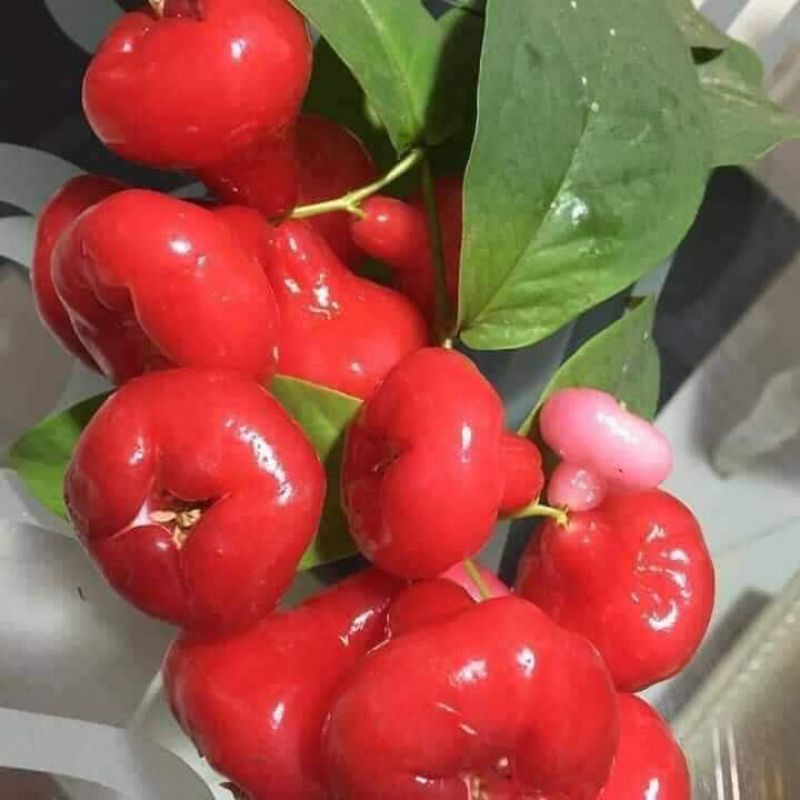 Pokok Jambu bertih merah Jambu bertih putih real plant hotselling ...