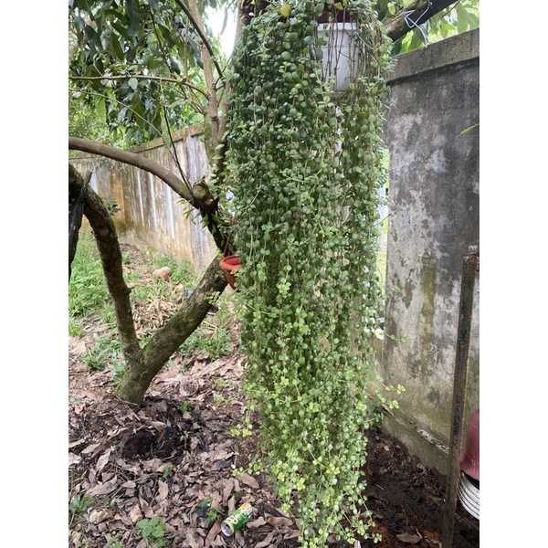 Plectranthus prostratus Pillow plant (1 cutting) | Shopee Malaysia