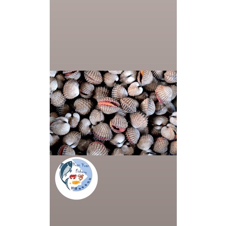 Kerang segar 1KG / packing | Shopee Malaysia