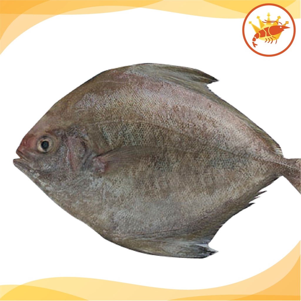 Sabah Black Pomfret Whole Clean / Ikan Bawal Hitam Sabah 400-600g ...