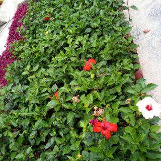 Anak Pokok Bunga Raya Hidup Hibiscus Pot Plant Live Pot Plants Bunga ...