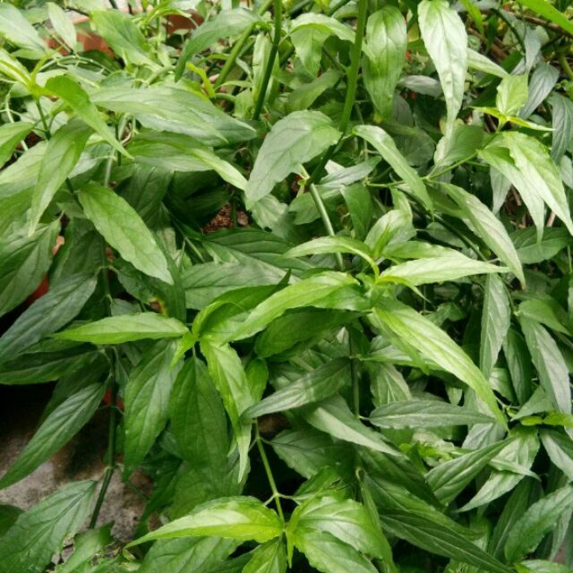 belalai gajah / Pokok Belalai Gajah / snake grass | Shopee Malaysia