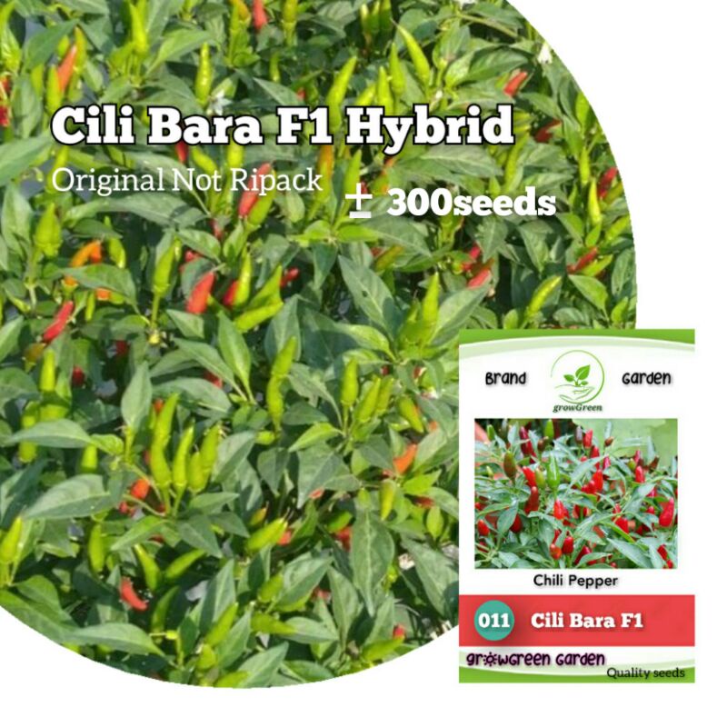 CILI BARA F1 HYBRID-PEDAS/300 Biji Benih. | Shopee Malaysia