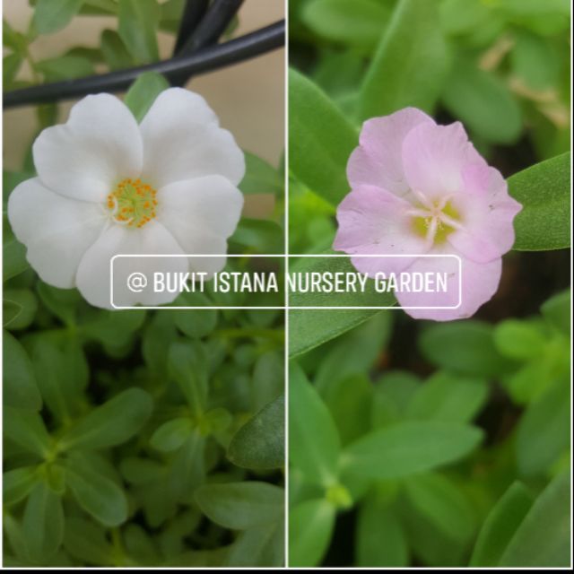 Combo - Anak Pokok Bunga Rose Jepun Warna Putih dan Lite Pink (Organik ...