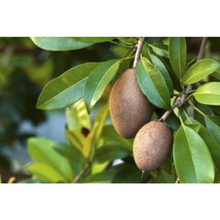 Anak Pokok Ciku Hybrid | Shopee Malaysia