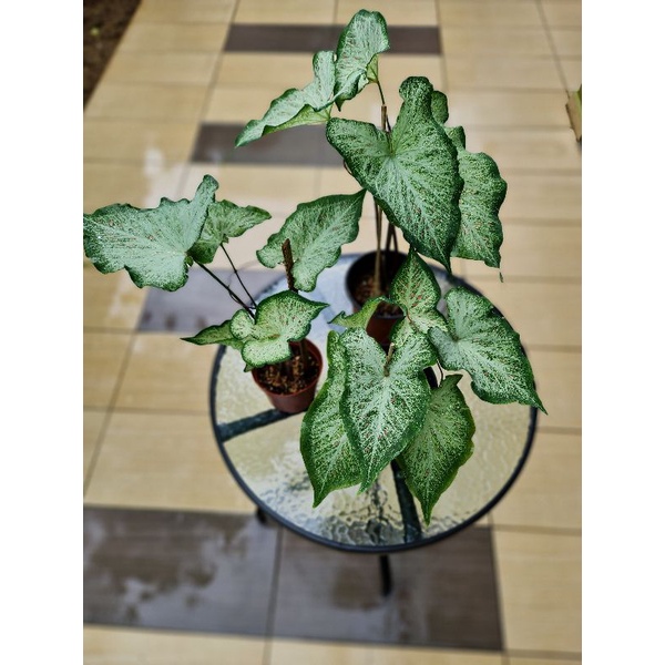 Caladium Gingerland (Angel Wings) | Shopee Malaysia