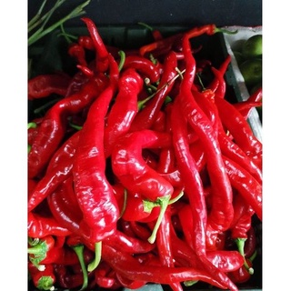 EXTRA LONG THIN CHILI PEPPERS (+/-450g) | Shopee Malaysia