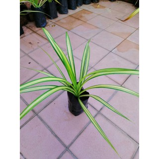 Pokok Labah-Labah / Spider Plant (Daun Hijau-Kuning-Hijau) | Shopee ...