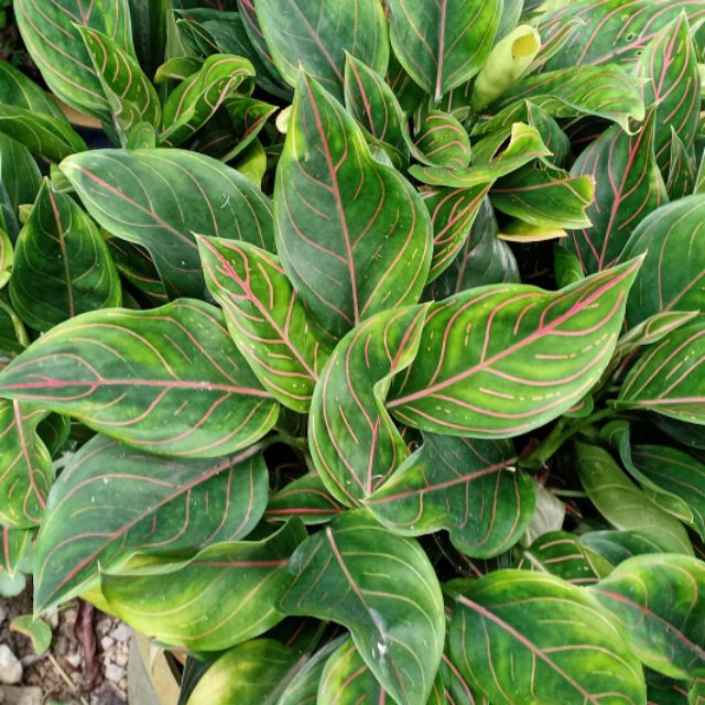 Aglonema Rotundum tanaman hiasan aglo | Shopee Malaysia