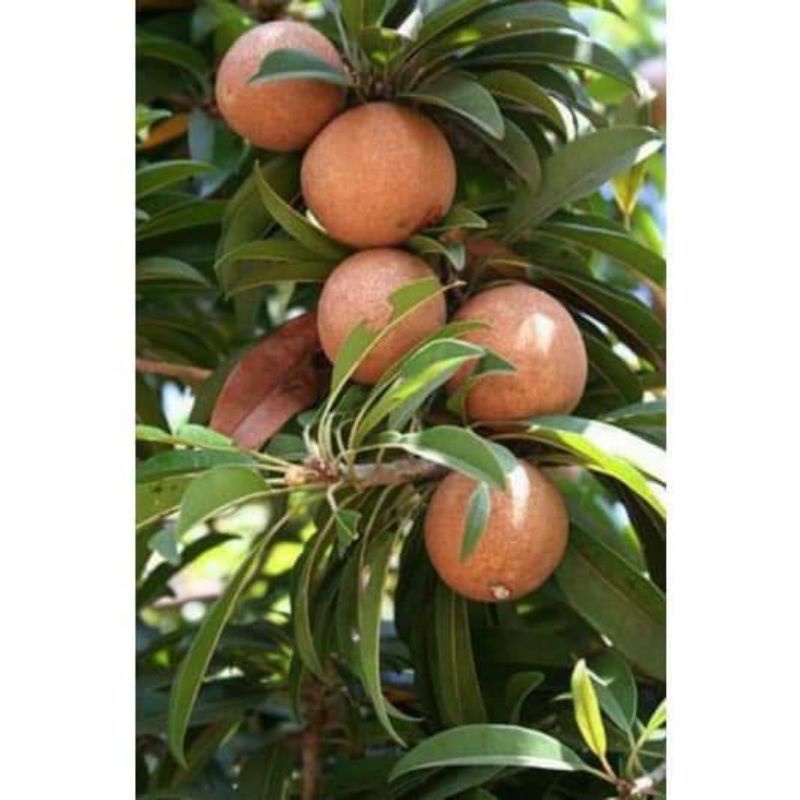 benih pokok ciku biasa | Shopee Malaysia