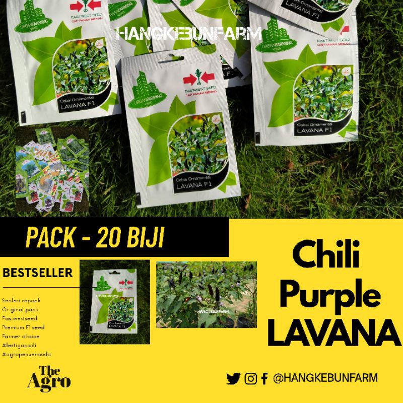 Benih Cili Ungu (Cili unik hiasan) Ornamental Hot Chili Purple Seed ...