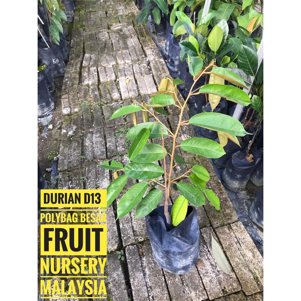 Anak pokok durian D13 M size | Shopee Malaysia