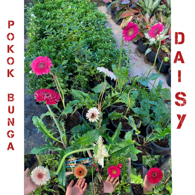 Pokok bunga daisy thai murah / pokok bunga daisy | Shopee Malaysia