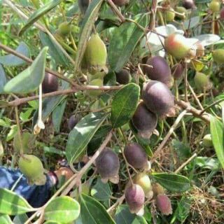 Pokok berry kampung/kemunting | Shopee Malaysia