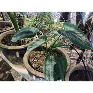 keladi (pokok keladi hutan) | Shopee Malaysia