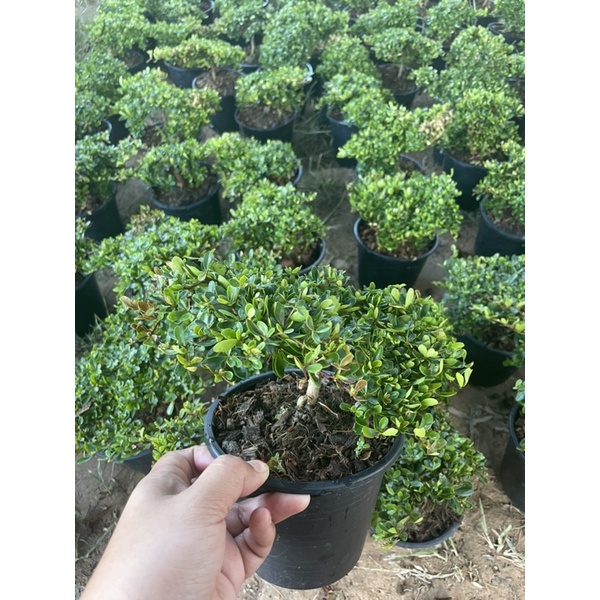 Pokok Bonsai Negro/ Musira | Shopee Malaysia