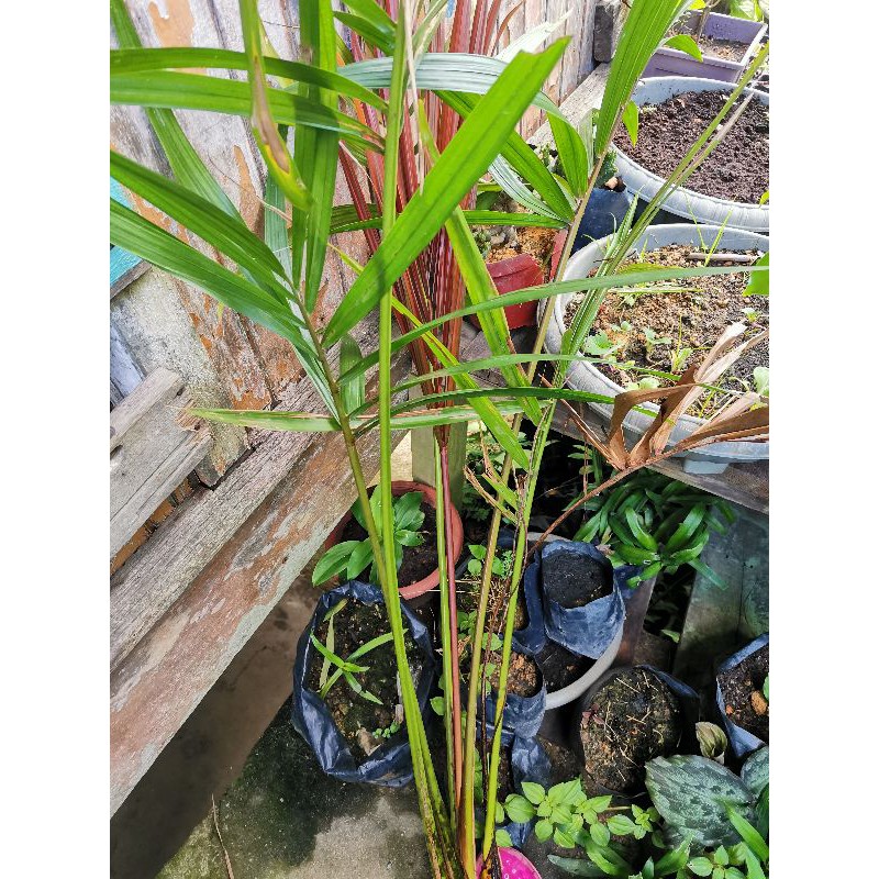 pokok Sagu, palma @rumbia, anak pokok sagu9 | Shopee Malaysia