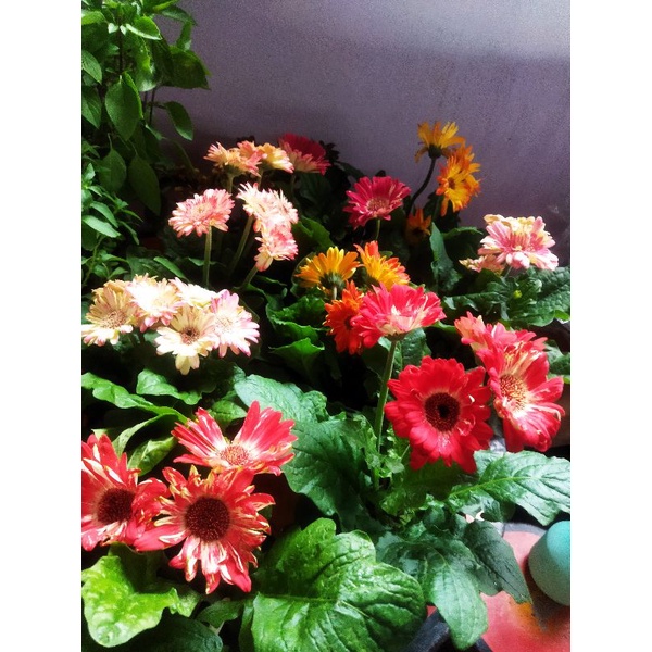 pokok bunga daisy / real plant daisy flower | Shopee Malaysia