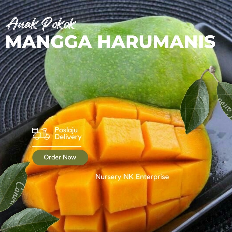 Anak Pokok Mangga Harumanis | Shopee Malaysia
