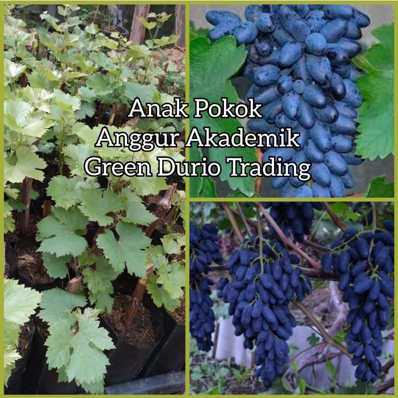 POKOK ANGGUR AKADEMIK -LIVE PLANT | Shopee Malaysia