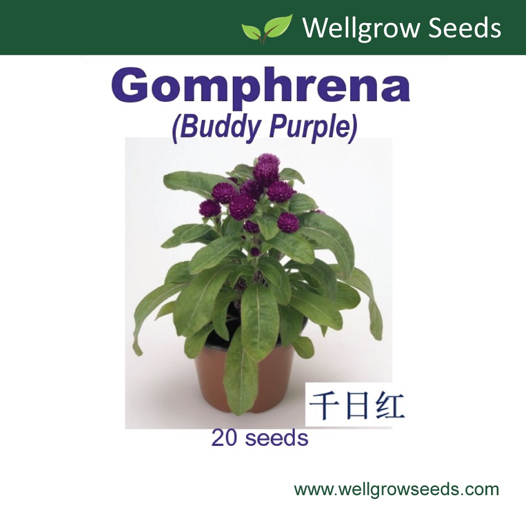 Gomphrena Buddy Purple (20sds) 千日红：巴迪系列（紫色) Bachelor Button Biji Benih ...