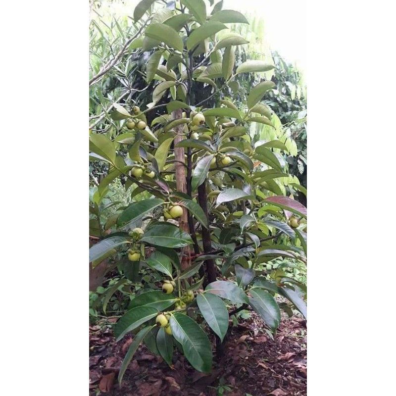 Pokok Manggis hybrid / Seto / Mangosteen / Mesta | Shopee Malaysia