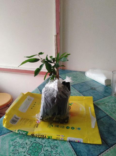 Pokok Buah Nam nam/Katak puru | Shopee Malaysia