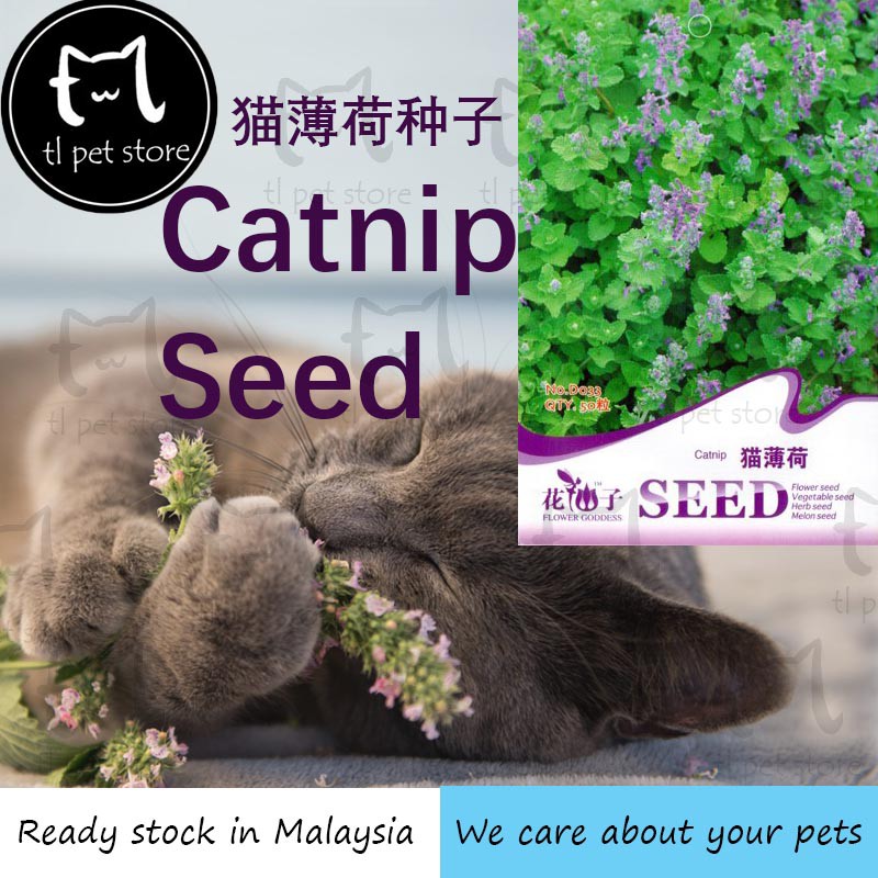 Catnip Seed (50+- seeds/pack) catmint Mint Kucing Seeds Edible Mint ...