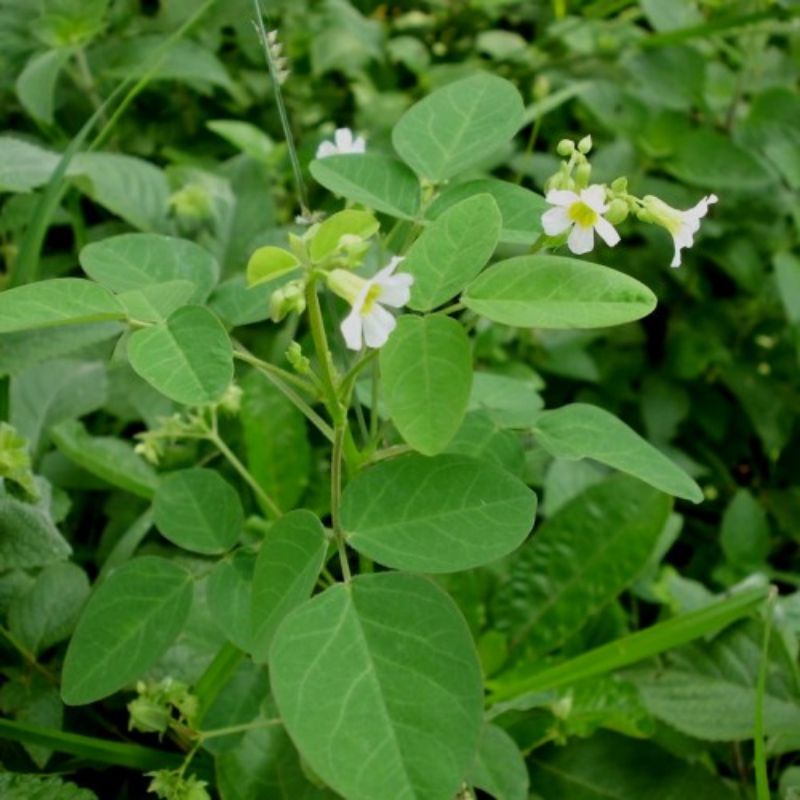 Pokok rumpai belimbing pasir/tanah/bukit 3 pokok | Shopee Malaysia