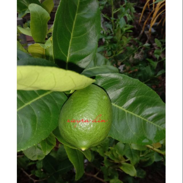 Lemon telur buaya ( ank tut ) | Shopee Malaysia