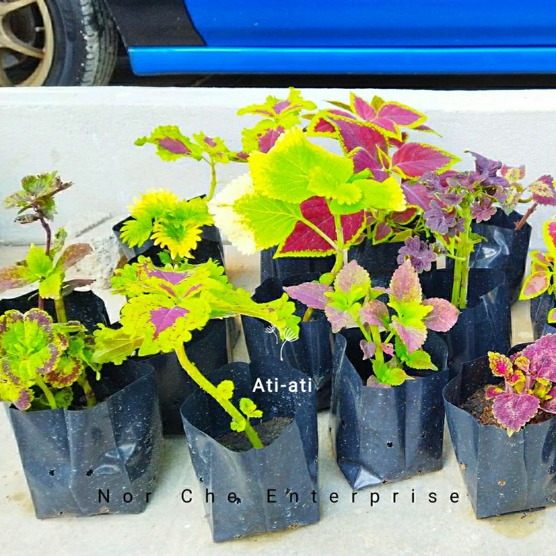 Anak pokok ati-ati / coleus / miana / myana bunga hidup hiasan real ...