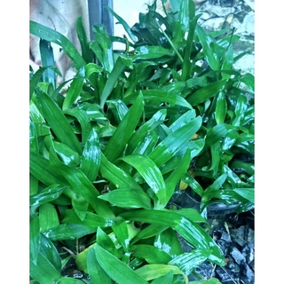 Beijing Grass/Angel Grass/Rumput Beijing/Rumput Siti Khadijah/Medicinal ...