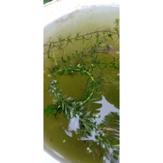 Rumpai Air Hydrilla untuk ikan Guppy, Laga, Lobster Dan Akuarium Ikan ...