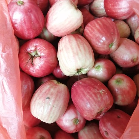Anak Pokok Jambu Bol | Shopee Malaysia