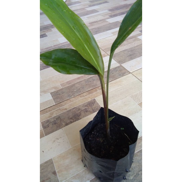 ANAK POKOK SERAI ACEH MURAH | Shopee Malaysia