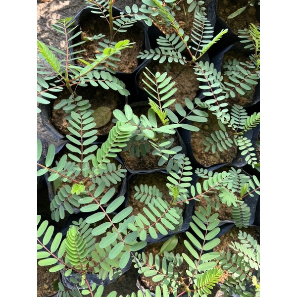 Pokok Turi @ Gheti dalam polybag / gunakan untuk masakkan | Shopee Malaysia