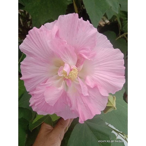 Anak Pokok Bunga Raya Mutabilis (2ft height) | Shopee Malaysia
